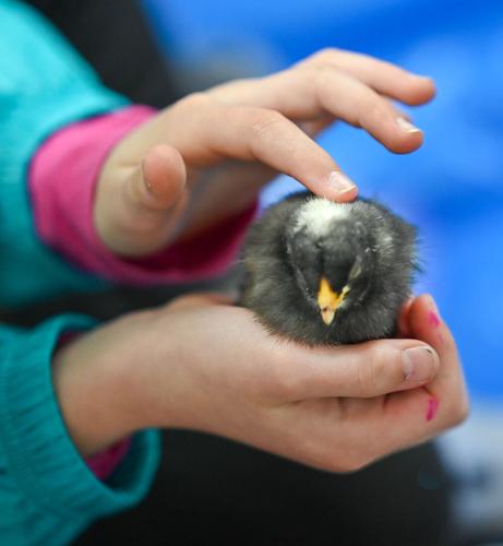 Project Chick stops by the Greenville Library in Smithfield ...