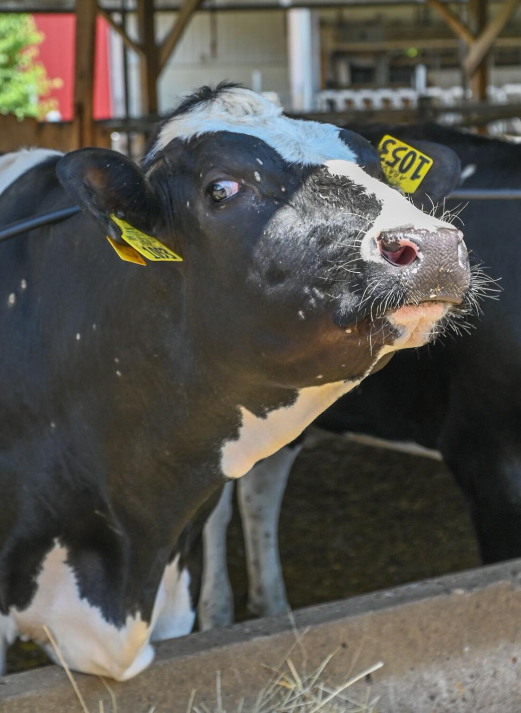 Wright’s Dairy Farm blends past and progress to thrive | Voices Of The ...