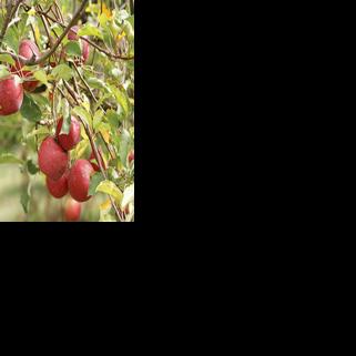 URI Fruit Growers sponsor Farm Scavenger Hunt | Living | valleybreeze.com