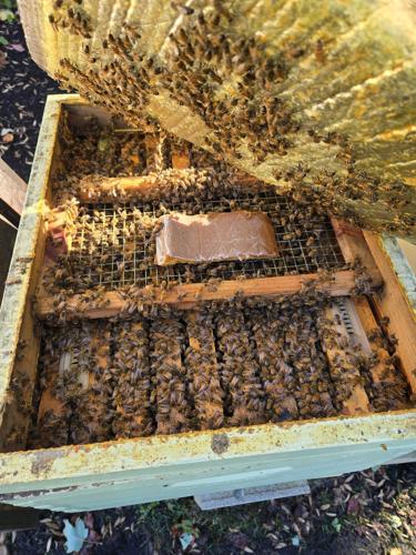 Local Honey Company wins National Awards | Top Stories ...