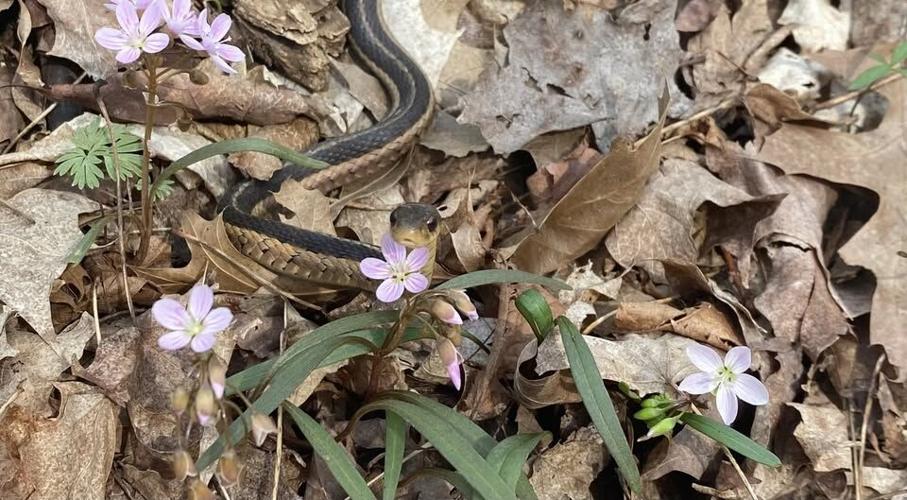 Spring welcomed by snakes and birds | | vermilionphotojournal.com