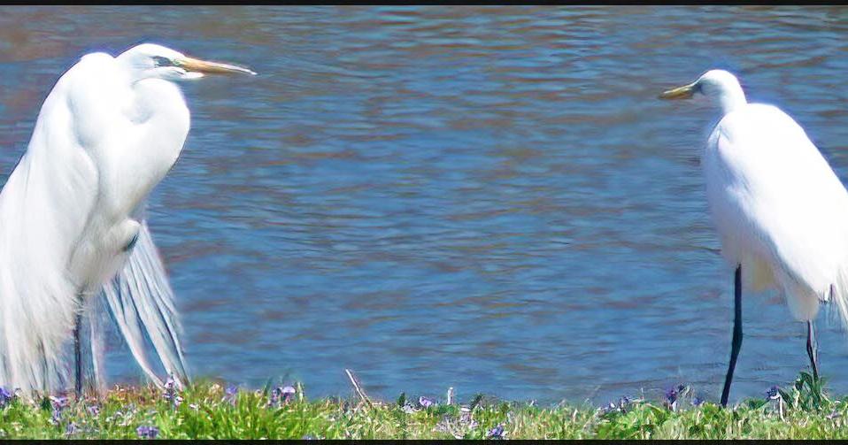 Great white egrets spotted along the Vermilion River | Community ...