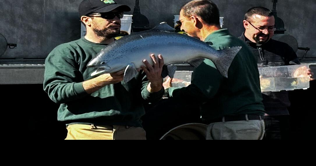 Trout stocking III | | vermilionphotojournal.com