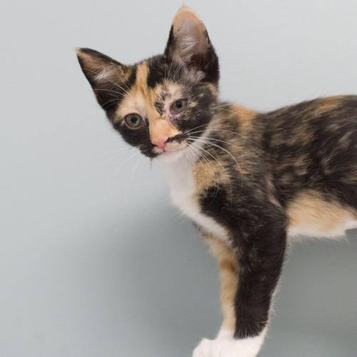 Angel’s Wish partners with Best Friends Animal Society for National ...