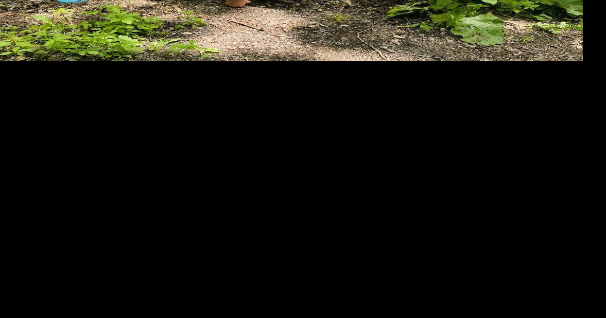 Charting a path to wellness: New trail at Core Knowledge Charter school ...