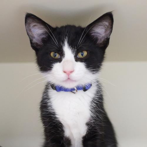 Angel’s Wish partners with Best Friends Animal Society for National ...