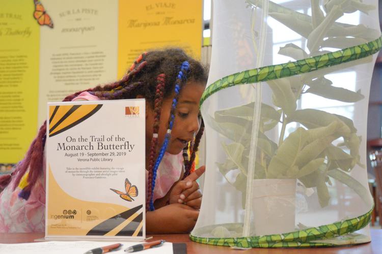 Iconic Monarchs on display | Community | veronapress.com