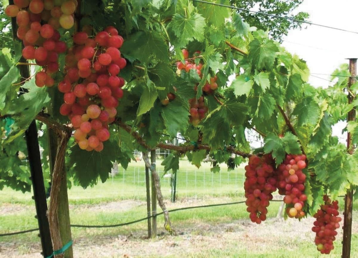 Celebrating Victoria Red grapes | Home And Garden | victoriaadvocate.com
