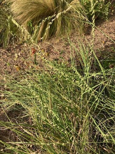 Sideoats Grama The Texas State Grass Home And Garden
