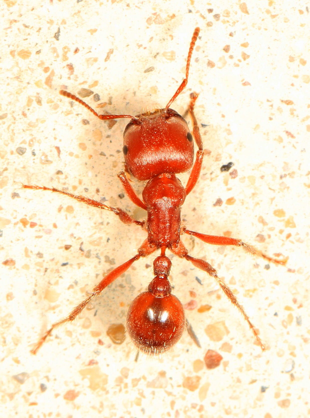 Texas ants Friend or foe Local News victoriaadvocate