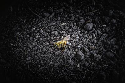 Review: 'Honey Bee Baby' shows hope in a dystopian world | Arts Life ...