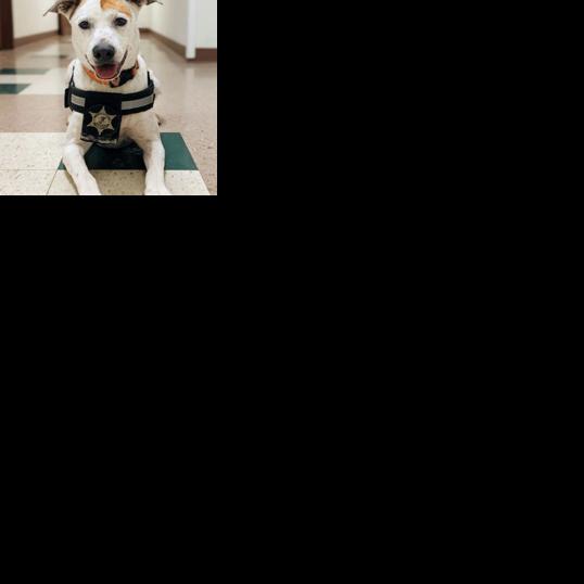 UIUC, ISU welcome two therapy dogs to UIUC PD | Features ...