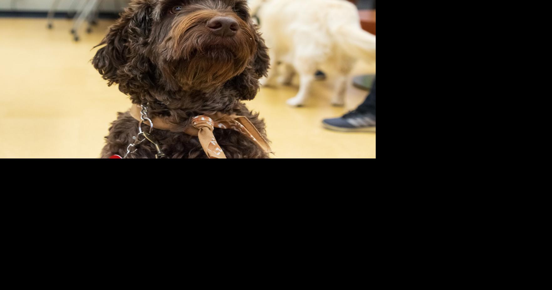 PAWSitively Stress Free lets ISU students take minds off finals, other ...