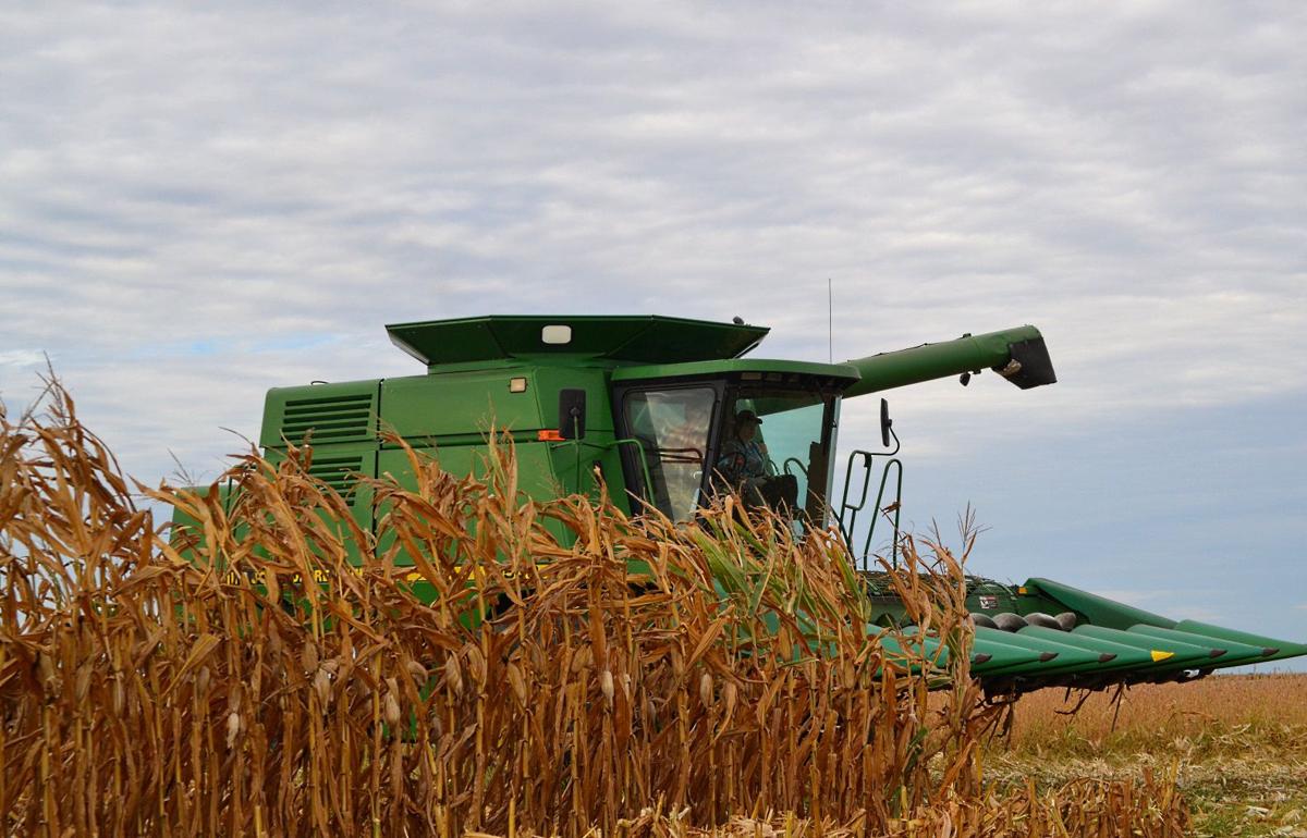 Gallery: Harvest time crops up at Illinois State University Farm ...