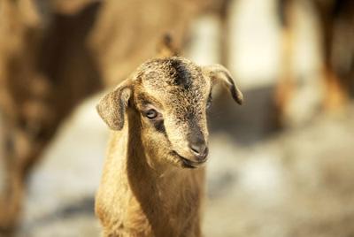 Rare goat breed born at Miller Park Zoo | Campus | videtteonline.com