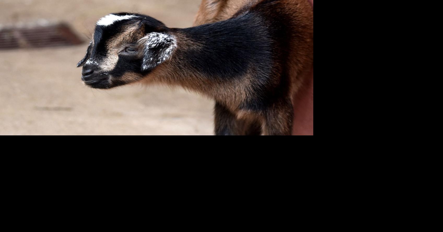 Gallery: Cute newbie goats baaaask at Miller Park Zoo | Photos ...