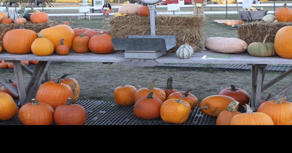 Rader Family Farms opens its doors for the fall | News | videtteonline.com