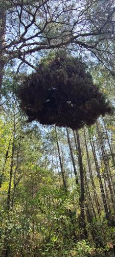 Turkey Creek Sanctuary preserves Old Florida heritage | News ...