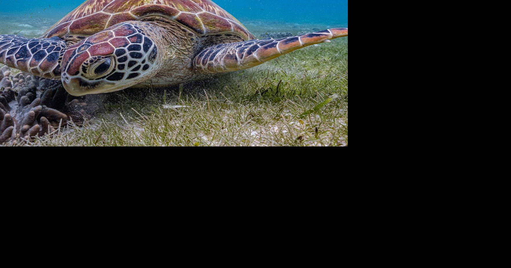 Sea Turtle Obstacle Course | Calendar | vieravoice.com