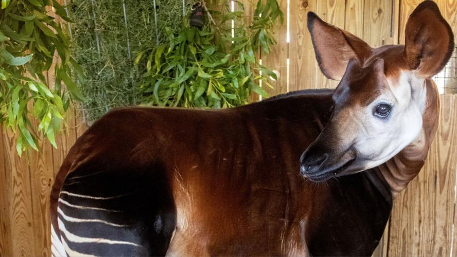 Zoo welcomes a new species - okapi George | Viera Today | vieravoice.com