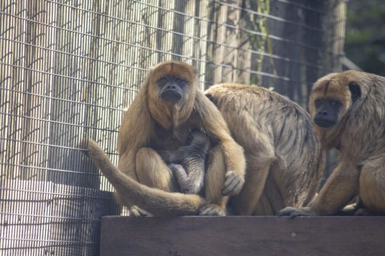 Brevard Zoo Welcomes Howler Monkey Infant | Viera Today | vieravoice.com