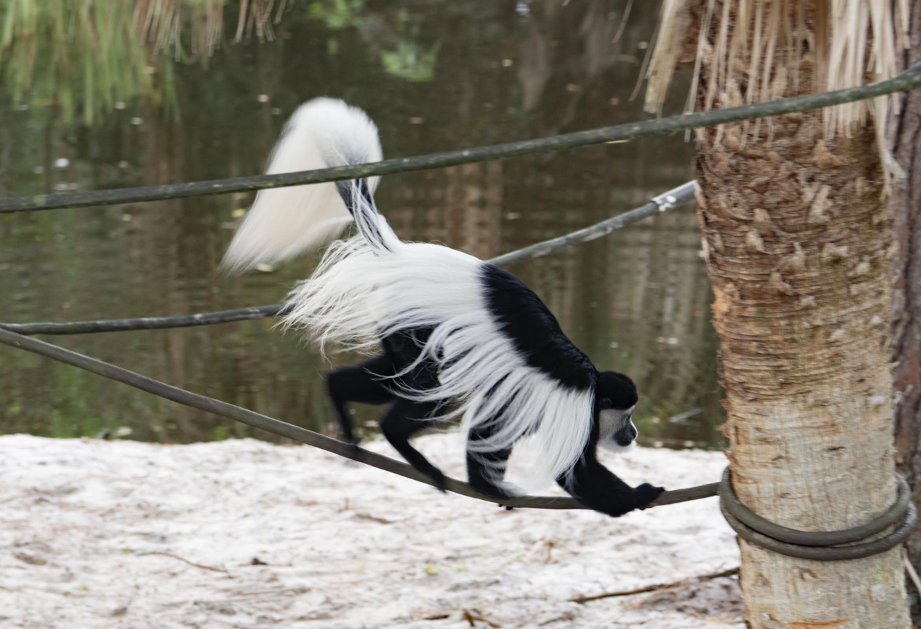 Meet Naia and Zuba: Brevard Zoo’s newest Colobus monkeys | Viera Today ...