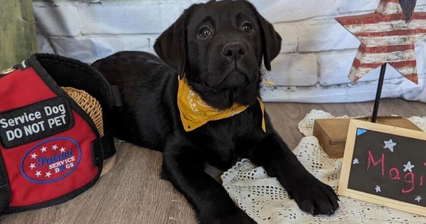 Patriot Service Dogs launches volunteer recruitment for summer dogs ...