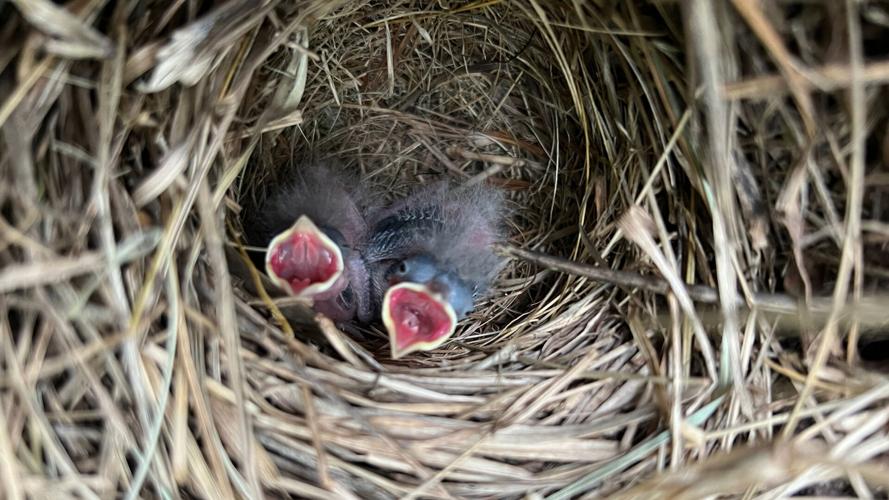 Critically endangered grasshopper sparrow chicks hatched at the Brevard ...