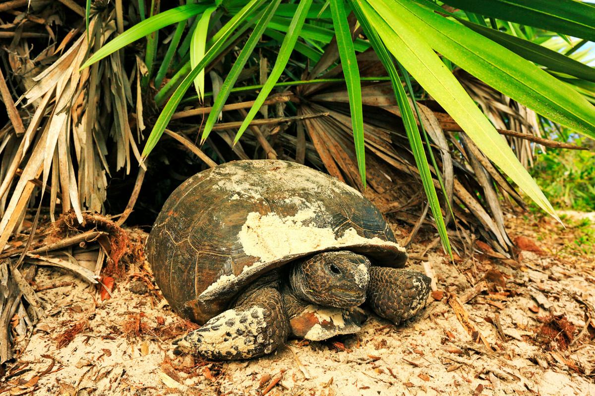 gopher tortoise habitat range