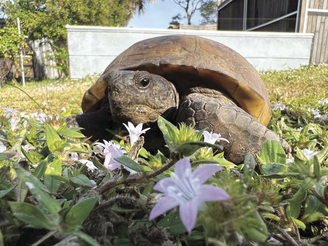 Children, adults offered lesson about Florida gopher tortoise | News ...