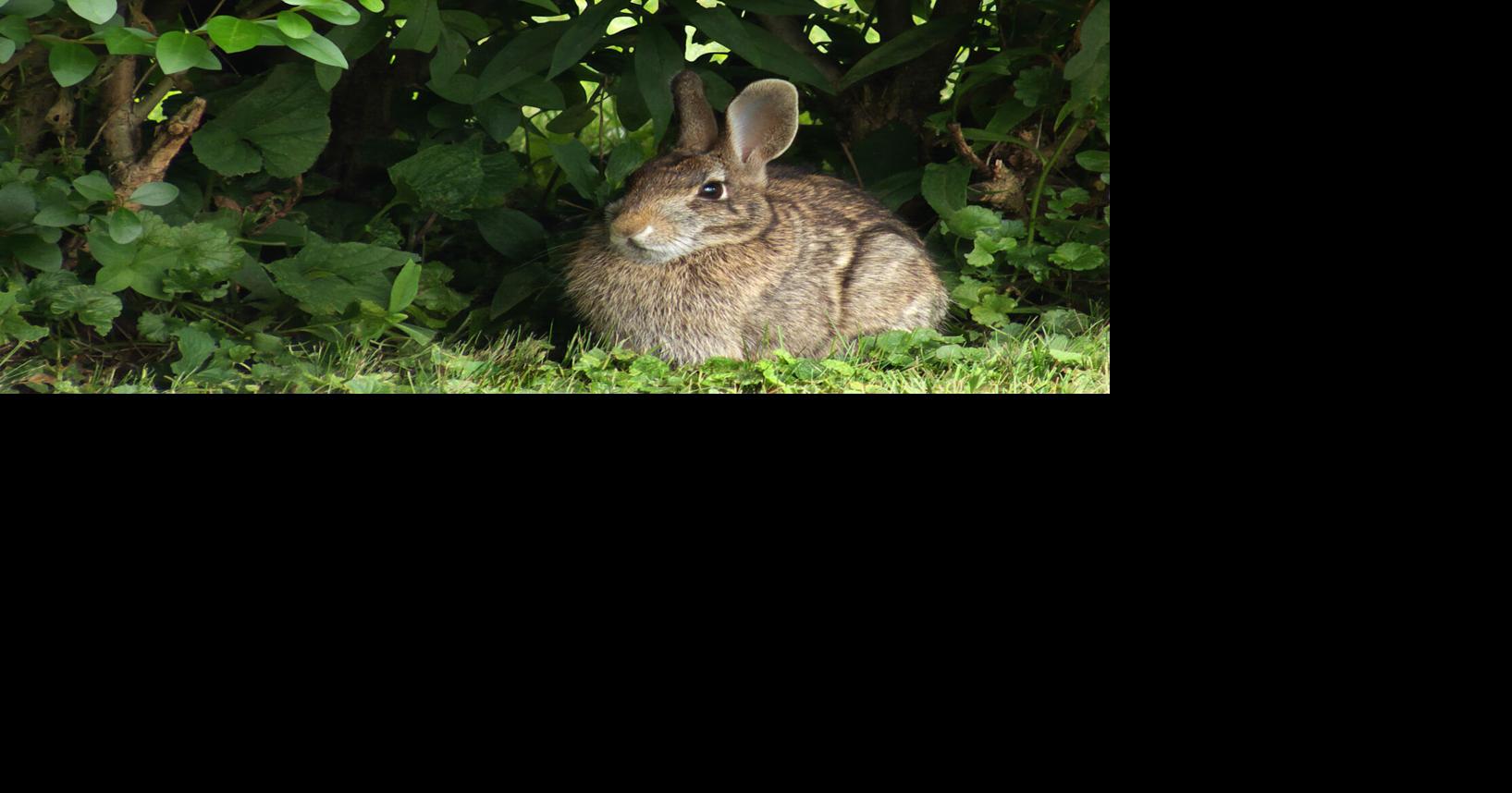 Spinning tales about rabbits | Community | vieravoice.com