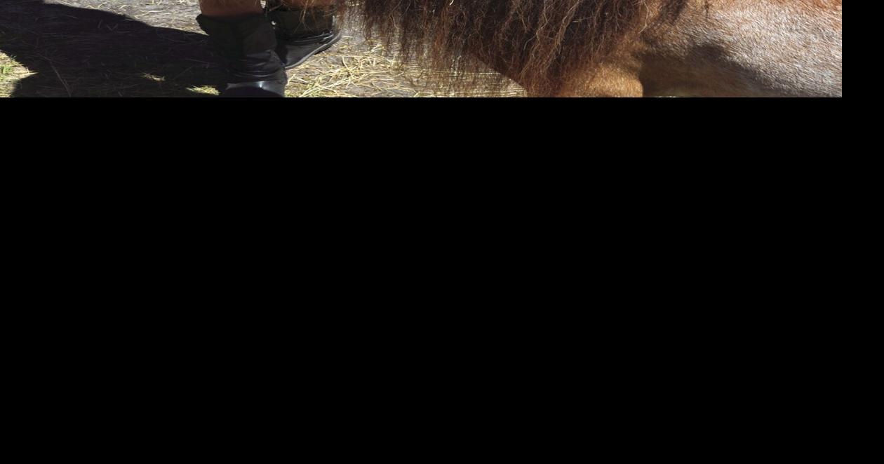 They bought a zoo— Couple marks Romelia Farms’ first year | Community ...