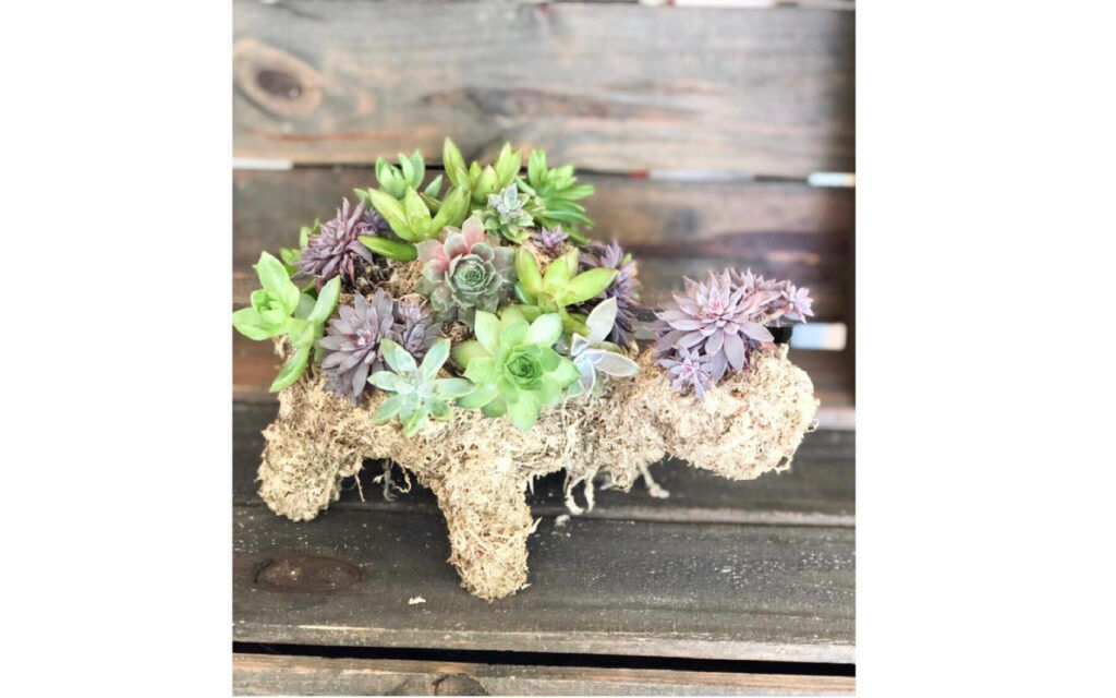 Make-n-Take: Succulent Moss Turtle | Calendar | vieravoice.com