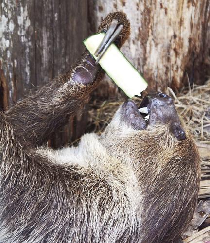 They bought a zoo— Couple marks Romelia Farms’ first year | Community ...