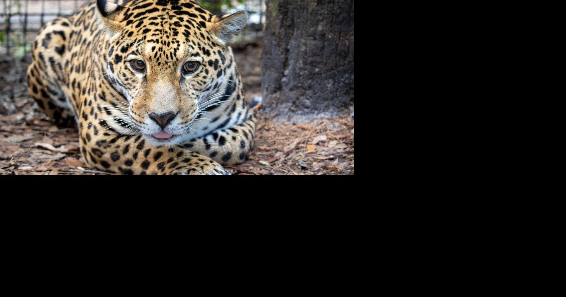 Brevard Zoo welcomes new female jaguar | Viera Today | vieravoice.com