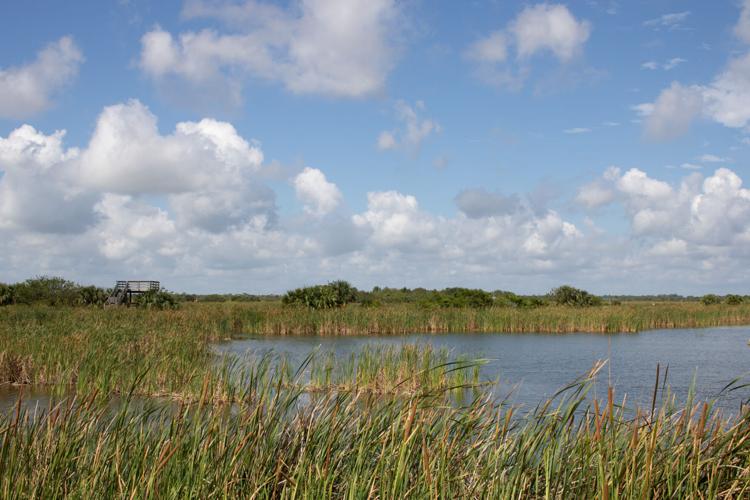 Cleanup work will close Viera Wetlands in mid-June for an expected six ...