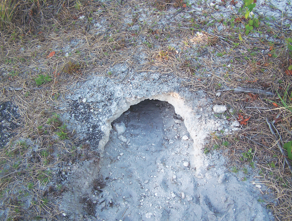 Hundred Acre Hollows — a gem of a conservation area, borders Suntree ...