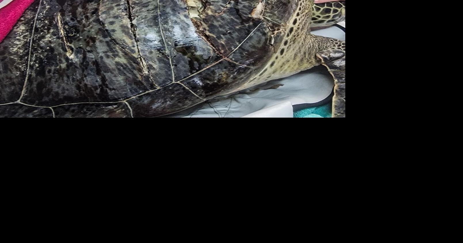 Coral World to rehabilitate injured BVI green sea turtle | News ...