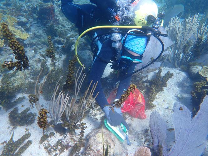 Nature Conservancy assisting with coral reef restoration | News ...