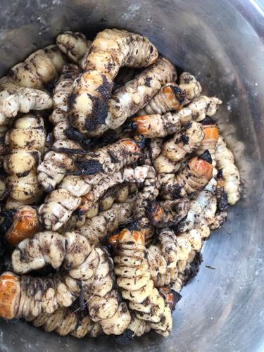 St. John baobab tree under attack by invasive insects | Island Life ...