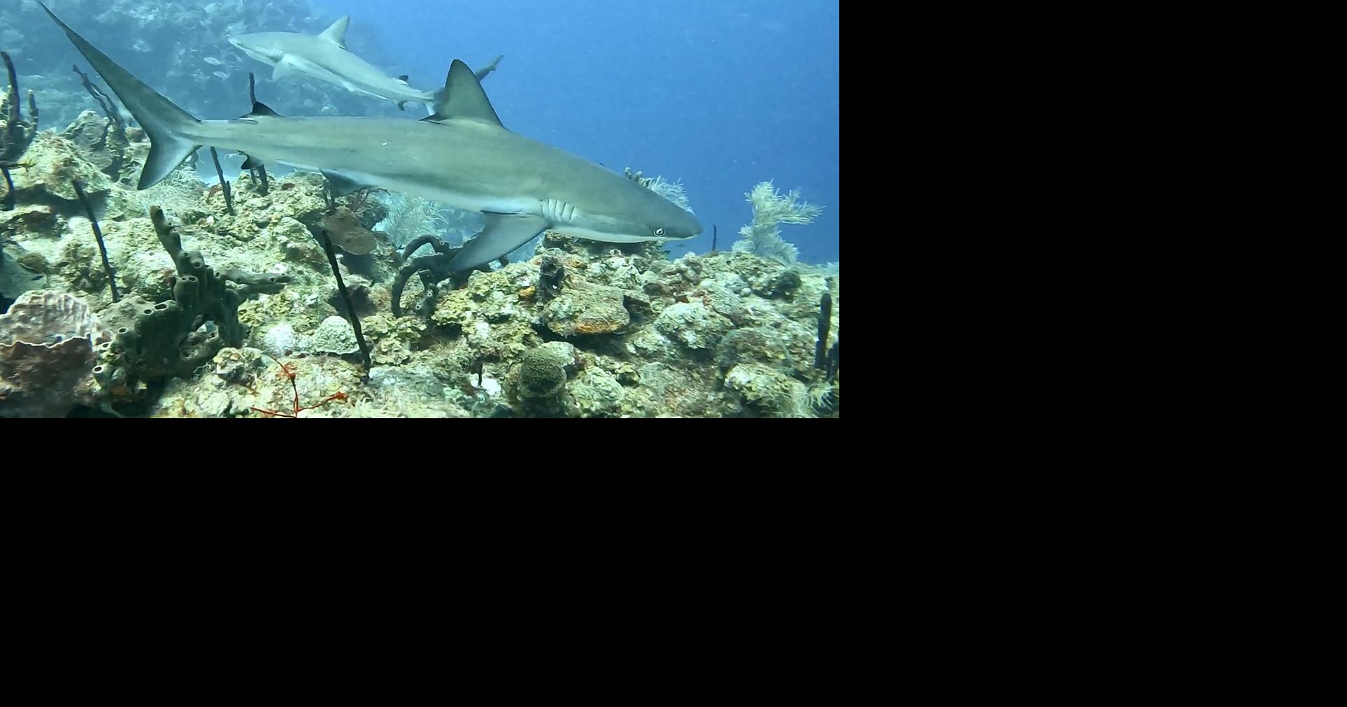 Walter’s adventure streak leads to shark encounter | News ...