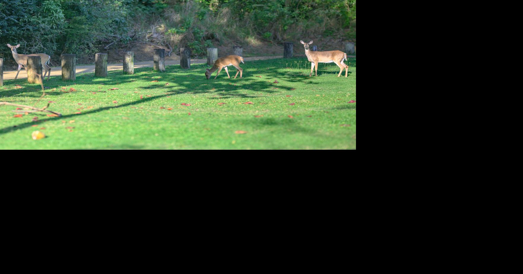 A deer-lightful day in the wild | News | virginislandsdailynews.com