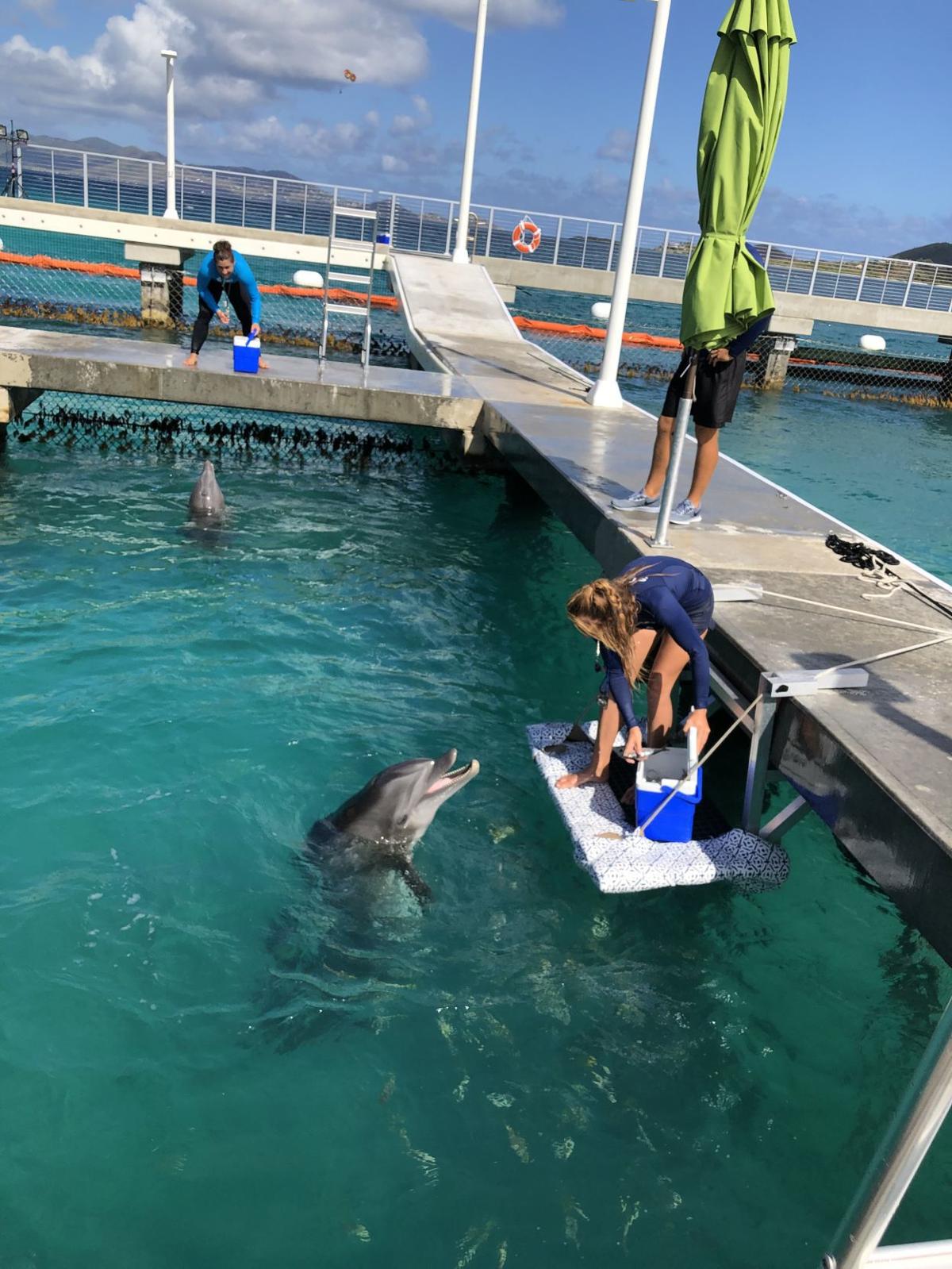 Coral World Ocean Park officially opens its dolphin sea sanctuary and ...