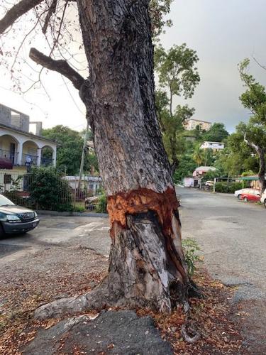 Debarking of heritage tree puts new law to the test | News ...
