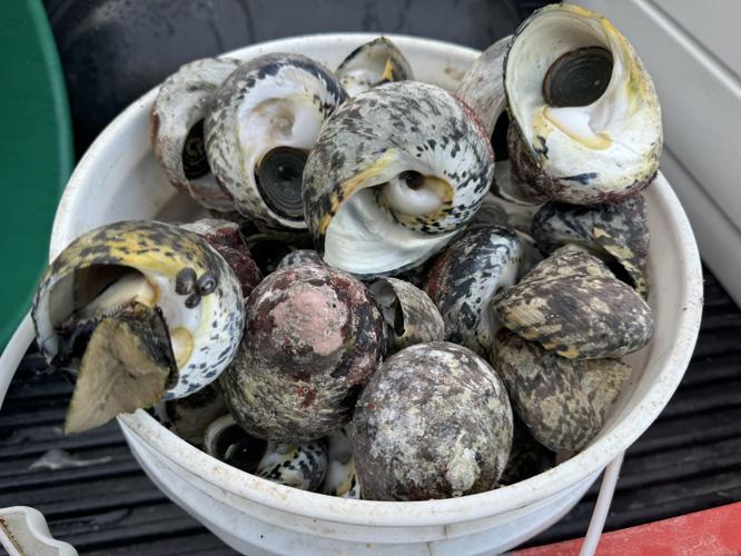 Thomas family helps keep tradition of whelk picking alive on Tortola ...