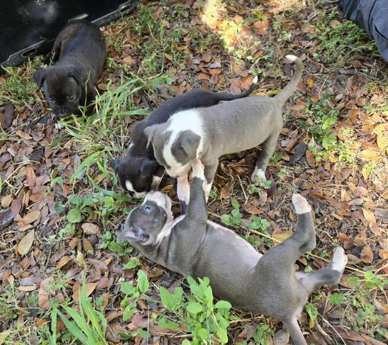 St. Croix Animal Welfare Center's Spay and Neuter Drive ...