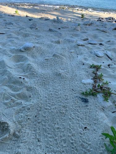 Discovery of leatherbacks nesting on St. John is first in four years ...
