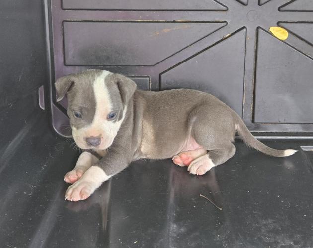 St. Croix Animal Welfare Center's Spay and Neuter Drive ...