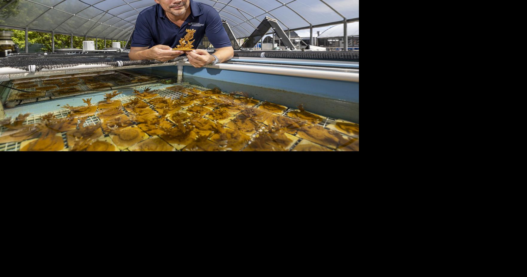 Best shot to save coral reefs? An industrial factory making heat-hardy ...