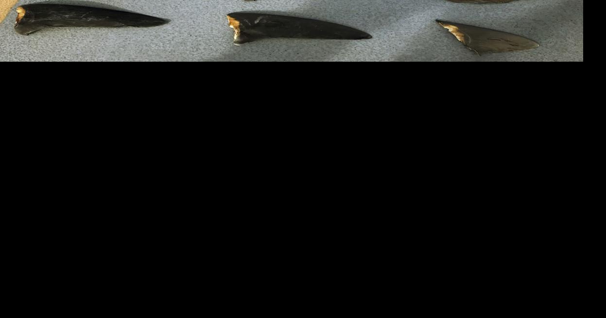 Shark fins belong on sharks, not in trophy rooms or soup | Print Only ...